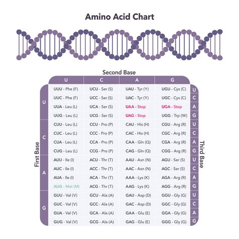 Amino Acid Codon