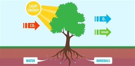 Test Your Photosynthesis Knowledge With Our Comprehensive Quiz