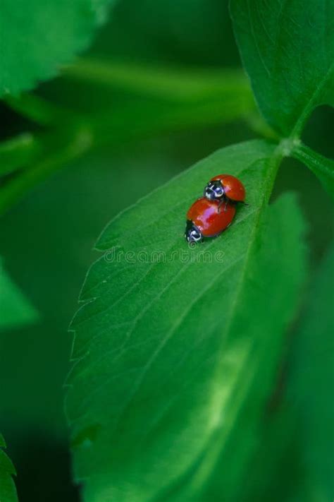 Ladybug Having Sex Spring Stock Photos Free Royalty Free Stock Photos From Dreamstime