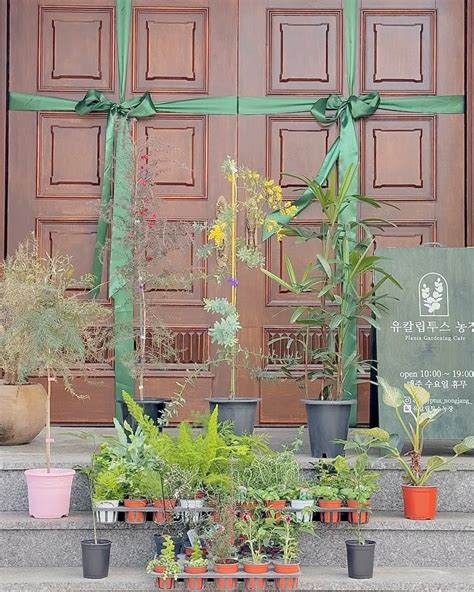 유칼립투스 농장 식물 파는 카페 커피 파는 식물샵 Eucalyptusnongjang • Instagram Photos And Videos