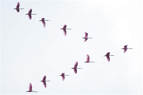 Migración Biblioguias Web