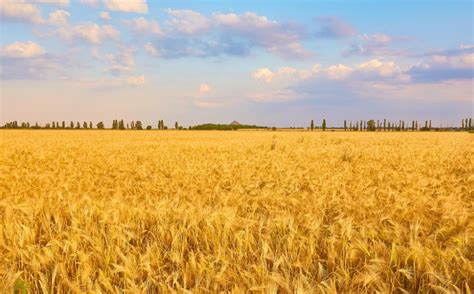 Австралійські благодійники виділяють 5 мільйонів доларів на розмінування України — Finance Ua