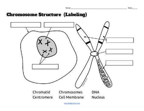 Chromosome Structure Label Pdfcoffeecom
