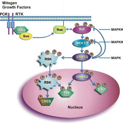 Pdf How Erk12 Activation Controls Cell Proliferation And Cell Death