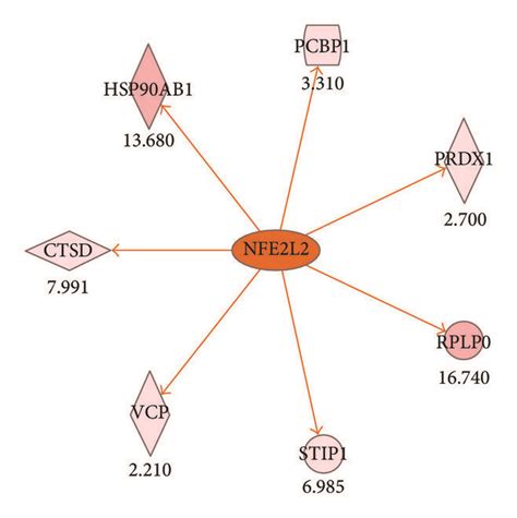 Schematic Representation Of Nrf2 Regulation And Function As Predicted Download Scientific