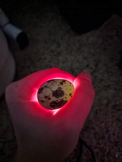 Trying To Candle Eggs What Do You Think 6 Days Old Rquails