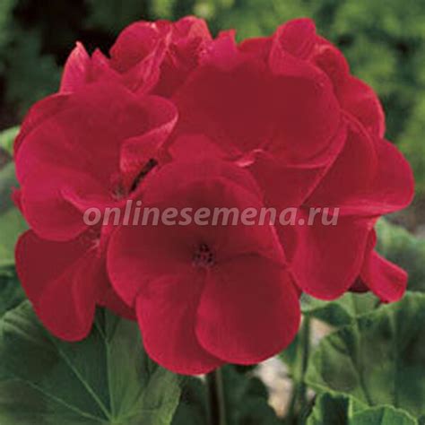 Пеларгония зональная Маверик Ред' из каталога Пеларгония – купить с ...