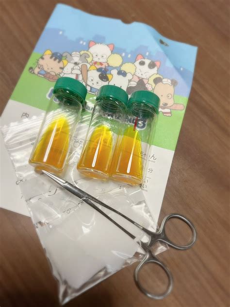 猫カビの培養チェック 奥野ひかる保護猫と犬と少し仕事