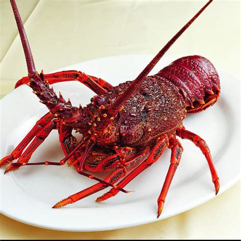 澳洲大龙虾素材澳洲大龙虾澳洲大龙虾美食大山谷图库