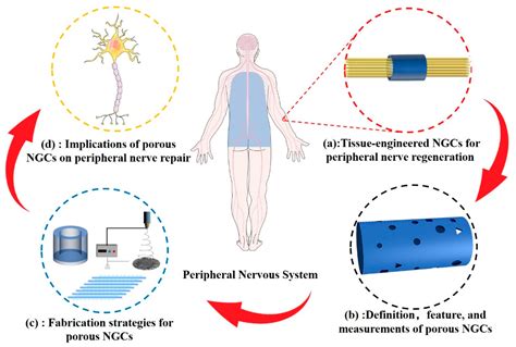 Peripheral Nerve Structure