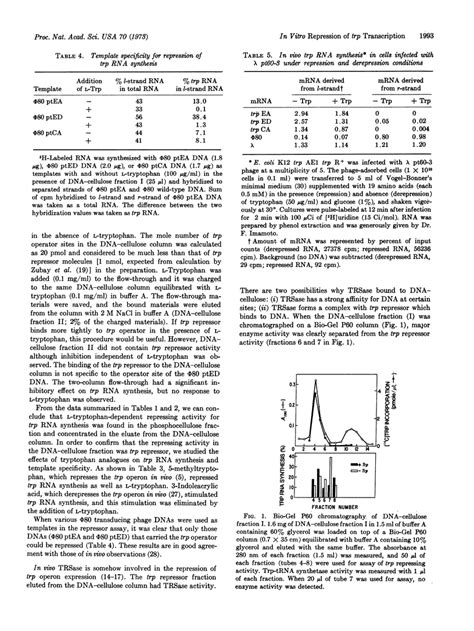 In Vitro Repression Of Transcription Of The Trytophan Operon By Trp