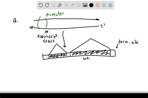 Solved A Human Gene Was Initially Identified As Having Three Ex Ons And Two Introns The Exons