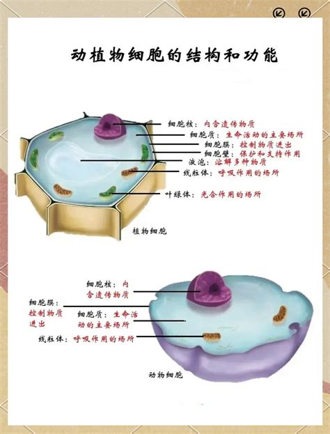 动植物细胞结构与功能详解