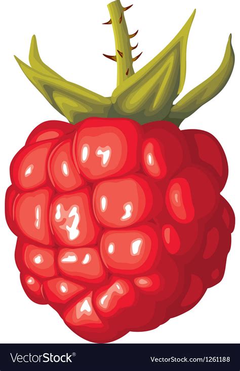Raspberry Royalty Free Vector Image VectorStock