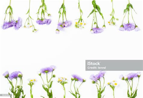 보라색 꽃과 흰색 바탕에 카모마일 국경에 의하여 이루어져 있다 복사 공간 최고 볼 수 있습니다 플랫이 하다 0명에 대한 스톡 사진 및 기타 이미지 Istock