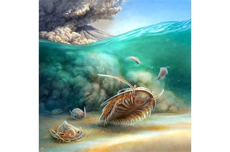 Most Pristine Trilobite Fossils Ever Found Shake Up Scientific Understanding Of The Long Extinct