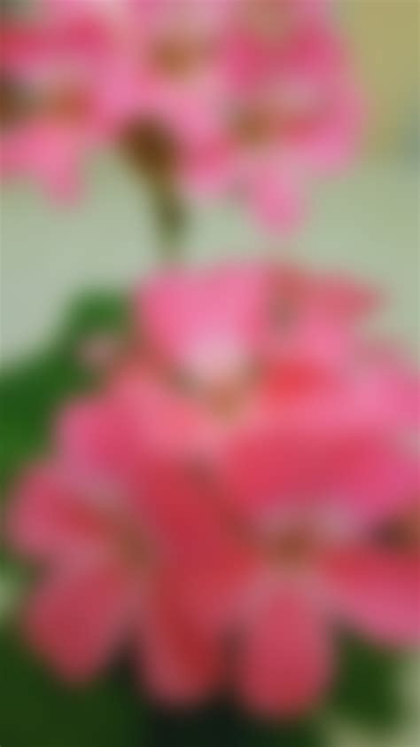 Свободные укорененные черенки пеларгонии 250 300руб 2025 Татьяна