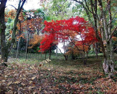 Batumi Botanical Garden ბათუმის ბოტანიკური ბაღი Botanical Gardens Garden Botanical