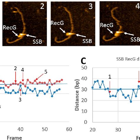 Time Lapse Experiments With Ssb−recg Complexes Formed On The F4