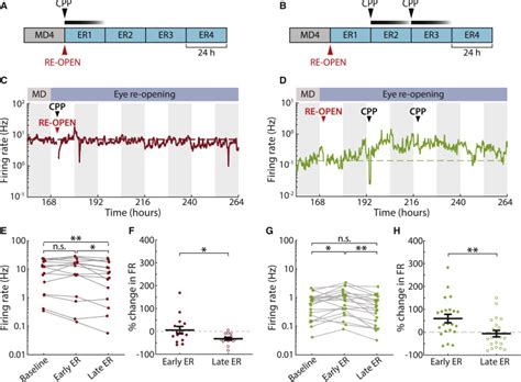 Sleep Promotes Downward Firing Rate Homeostasis Neuron