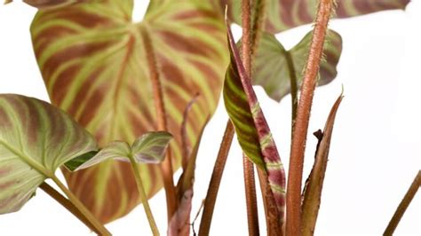 Why Are My Philodendron Leaves Not Unfurling 5 Causes The