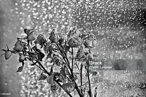 빈티지 스타일의 세피아에 흐린 아름다운 보케와 창에 마른 장미꽃다발 선택적 소프트 포커스 0명에 대한 스톡 사진 및 기타 이미지 Istock