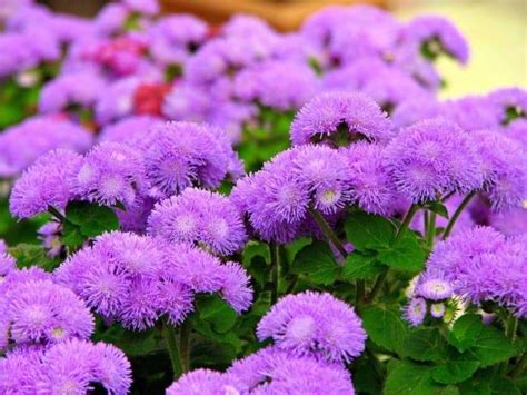 Ageratum