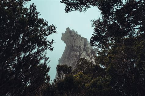 테네리페의 유네스코 생물권보전지역인 아나가의 월계수 숲에서 하이킹 0명에 대한 스톡 사진 및 기타 이미지 0명 Anaga Unesco World Network Of