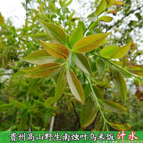 南树叶 大山谷图库
