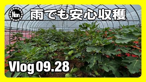 イチジク栽培雨でも安心雨除けハウスでの収穫 YouTube