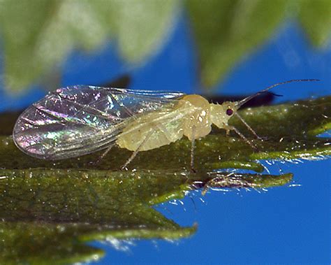Aphids On Elm Identification Images Ecology And Control