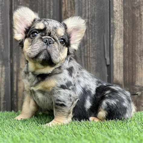 12 Facts You Need To Know About Long Haired French Bulldogs