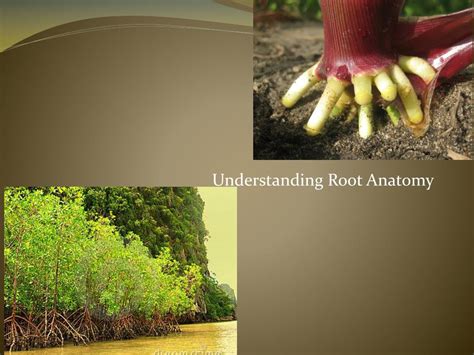 PPT Understanding Root Anatomy PowerPoint Presentation Free Download ID