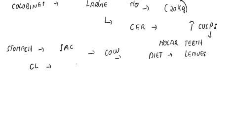 Solved Which Of These Are Cercopithecoid Characteristics Rather Than Hominoid Tail Y 5 Molar
