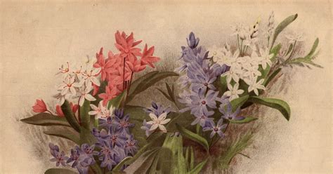 1800 년경 분홍색 흰색 및 파란색 실라 Bifolia의 품종 사진 에드워드 구치 컬렉션게티 이미지 사진 Unsplash의 사진술 이미지