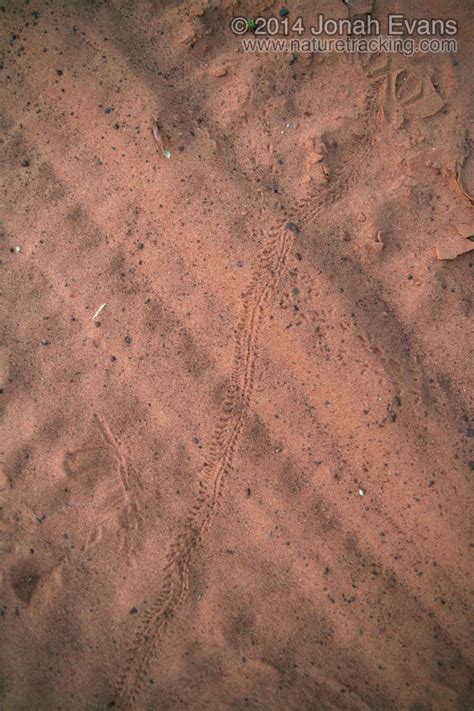 insect and other invertebrate tracks and sign naturetracking