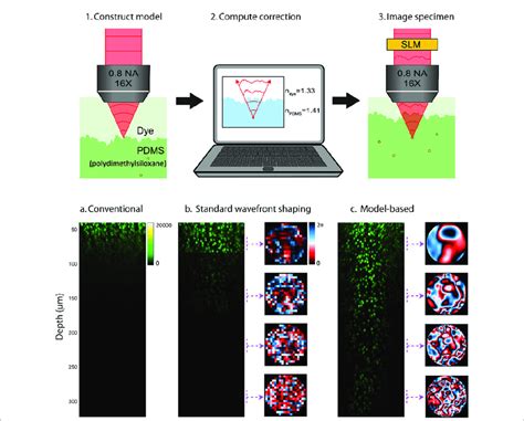 Model Based Wavefront Shaping Microscopy 124 1 In This