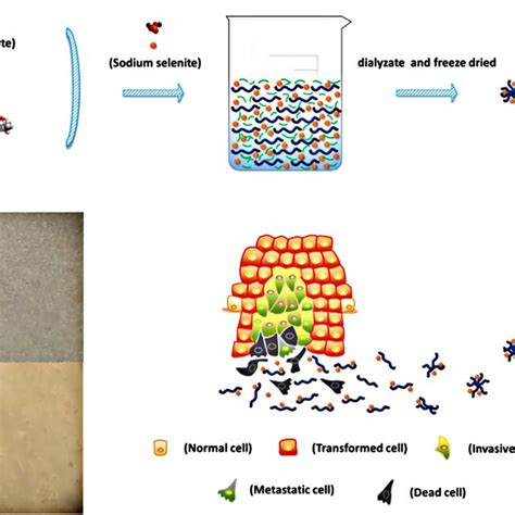 Biomedical Application Of Se Nps Download Scientific Diagram