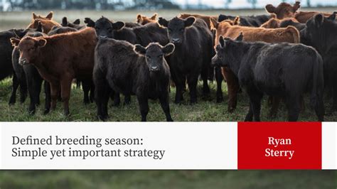 Defined Breeding Season Simple Yet Important Strategy Livestock