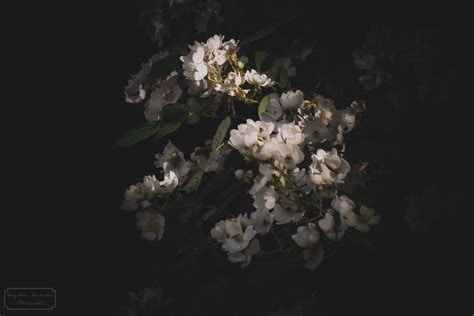 Cascading Bloom By Snapshotshutterbox On Deviantart