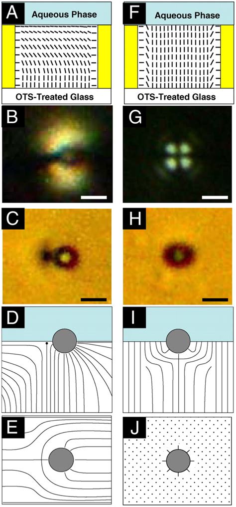 Chemoresponsive Assemblies Of Microparticles At Liquid Crystalline