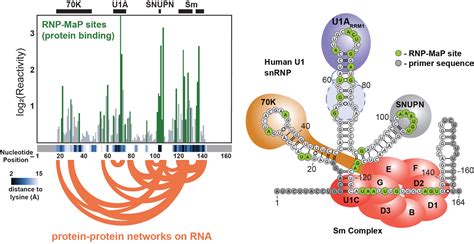 Map Ing Rna Protein Interaction Networks In Cells Research Communities By Springer Nature
