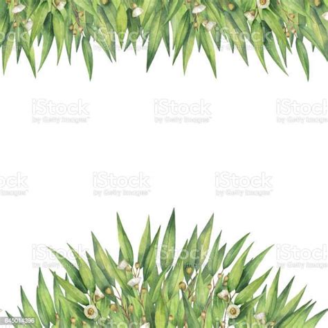 유 칼 리 나무 잎과 가지 흰색 배경에 고립 수채화 녹색 꽃 카드 유칼립투스에 대한 스톡 벡터 아트 및 기타 이미지