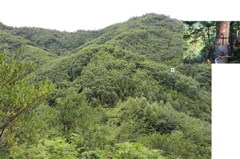 Yongqiang Zhang Functional Diversity Of Neighbors Mediates Sap Flow Density And Radial Growth