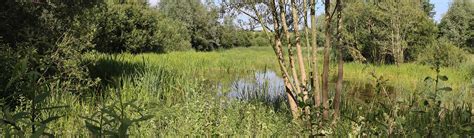 Single Cell Atlas Of The Whole Human Lung