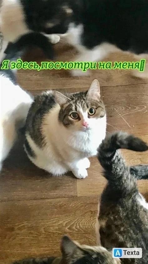 Уфа Скромный нежный ласковый и очень добрый котик Лёлик ищет дом Котику 3 года кастрирован
