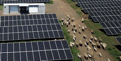 Agrivoltaic Systems Improve Farming In Arid Regions Say Australian Researchers World Energy