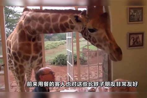 4座十分奇葩的餐厅地板上的金鱼游来游去老板真会玩 金鱼 地板 真会