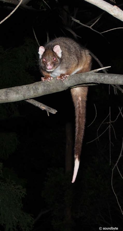 Backyard Wildlife Photos Page 2 Backcountry Gallery Photography Forums