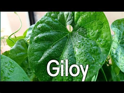 How To Take Care Of Giloy Plant